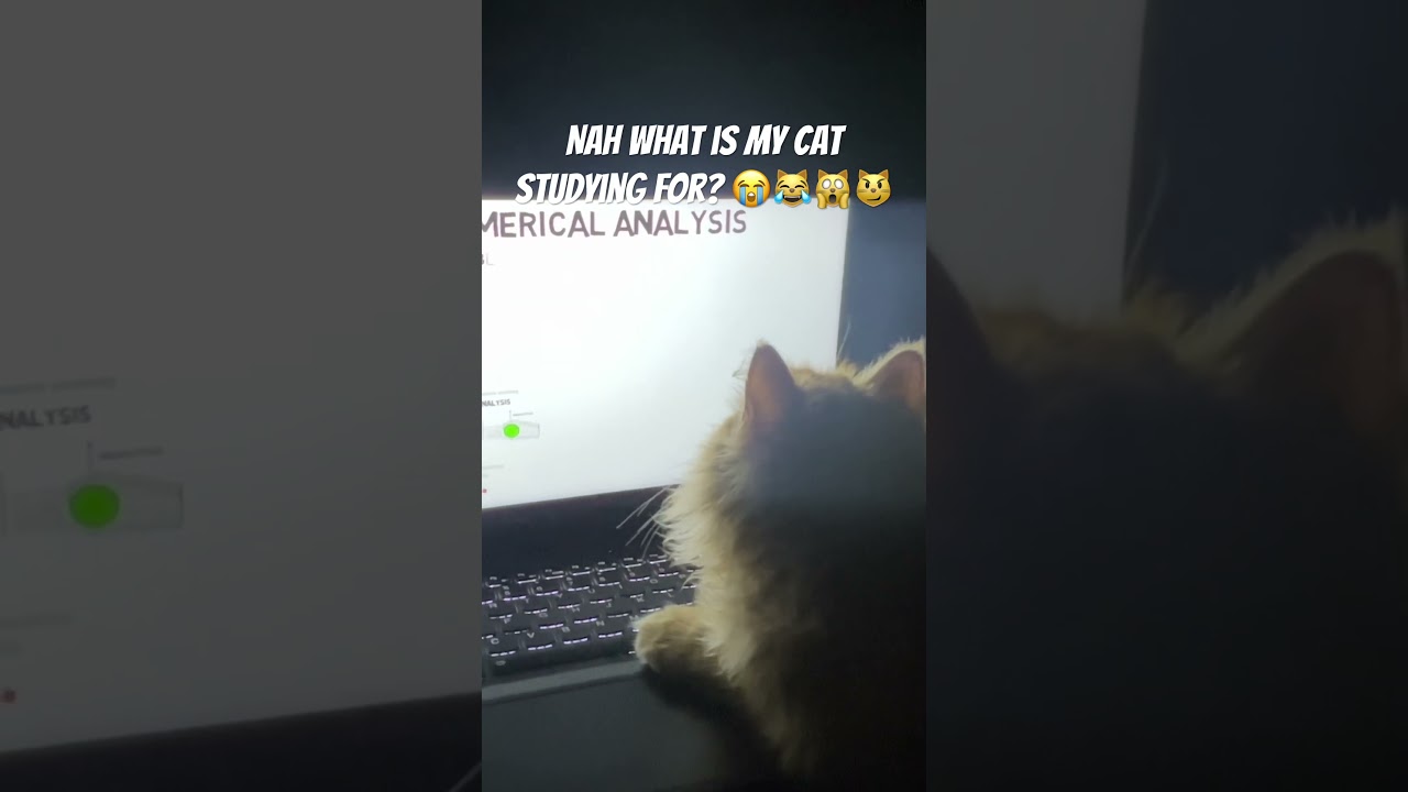 Cat studying math.😹🙀🤯😰😼 #funny #viral #cat #catshorts #maths #viralvideo