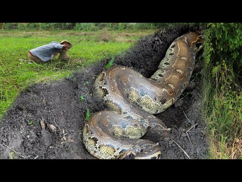Wow! Python 23 kg Young men met a giant snake crossing the road tyriq1256