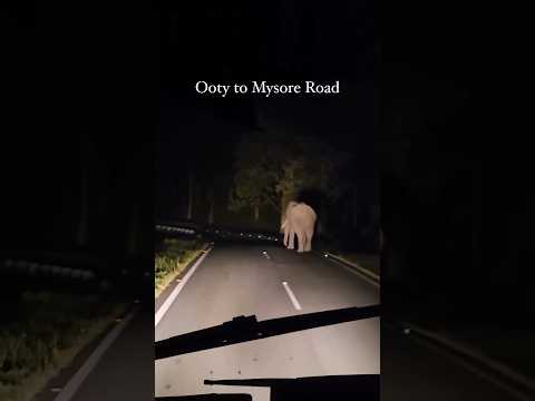 OOTY to MYSORE road journey wait for end!#animals #forest #nature #night #viral #carride #trending