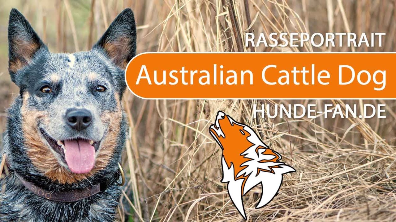 ► Australian Cattle Dog [2018] Rasse, Aussehen & Charakter