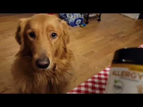 Pet Honesty Allergy Support Supplement for Dogs
