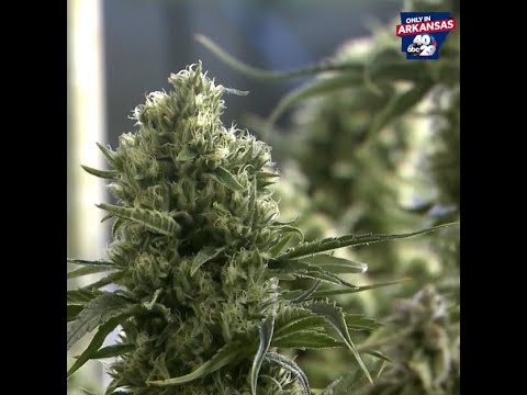 How to get medical marijuana in Arkansas