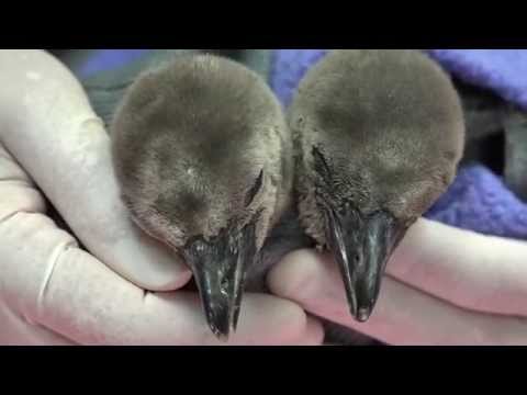 Tiny penguin chicks mark 50th hatching at Woodland Park Zoo!