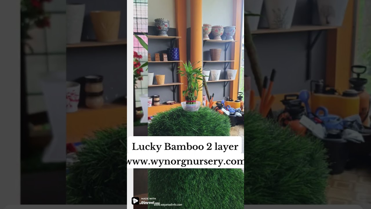 Lucky Bamboo 2-Layer Plant: A Symbol of Prosperity and Positive Energy! 🌿✨