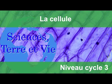 La cellule