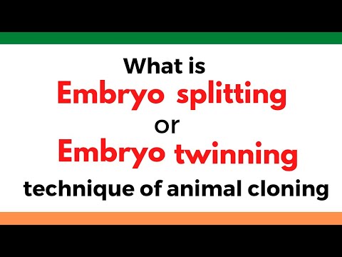 What is Embryo splitting or Embryo twinning technique used for animal cloning?