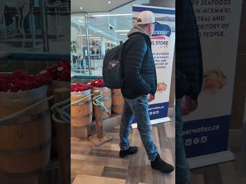 live lobsters for sale at Halifax international airport, Halifax Nova Scotia, Canada