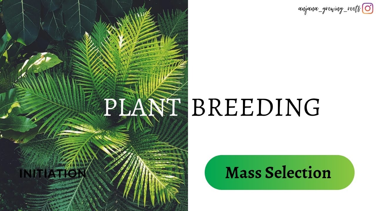 Mass Selection | Plant breeding techniques |