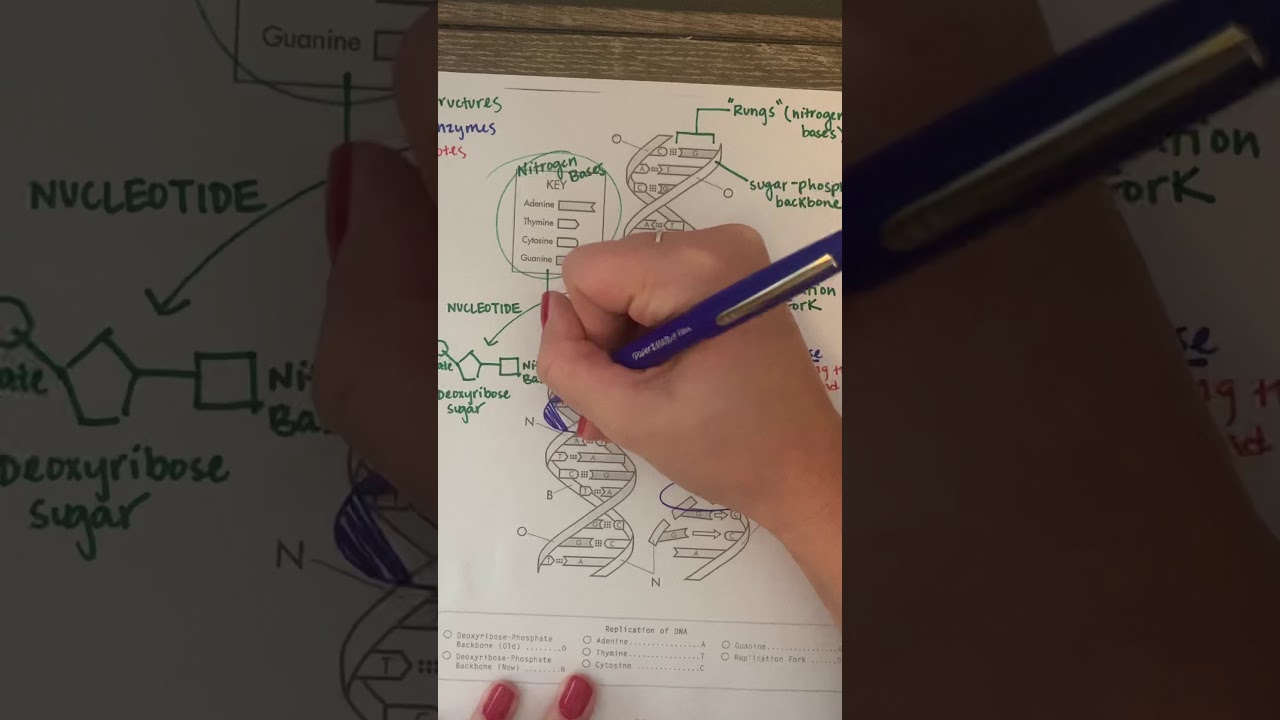 DNA Replication Coloring Notes