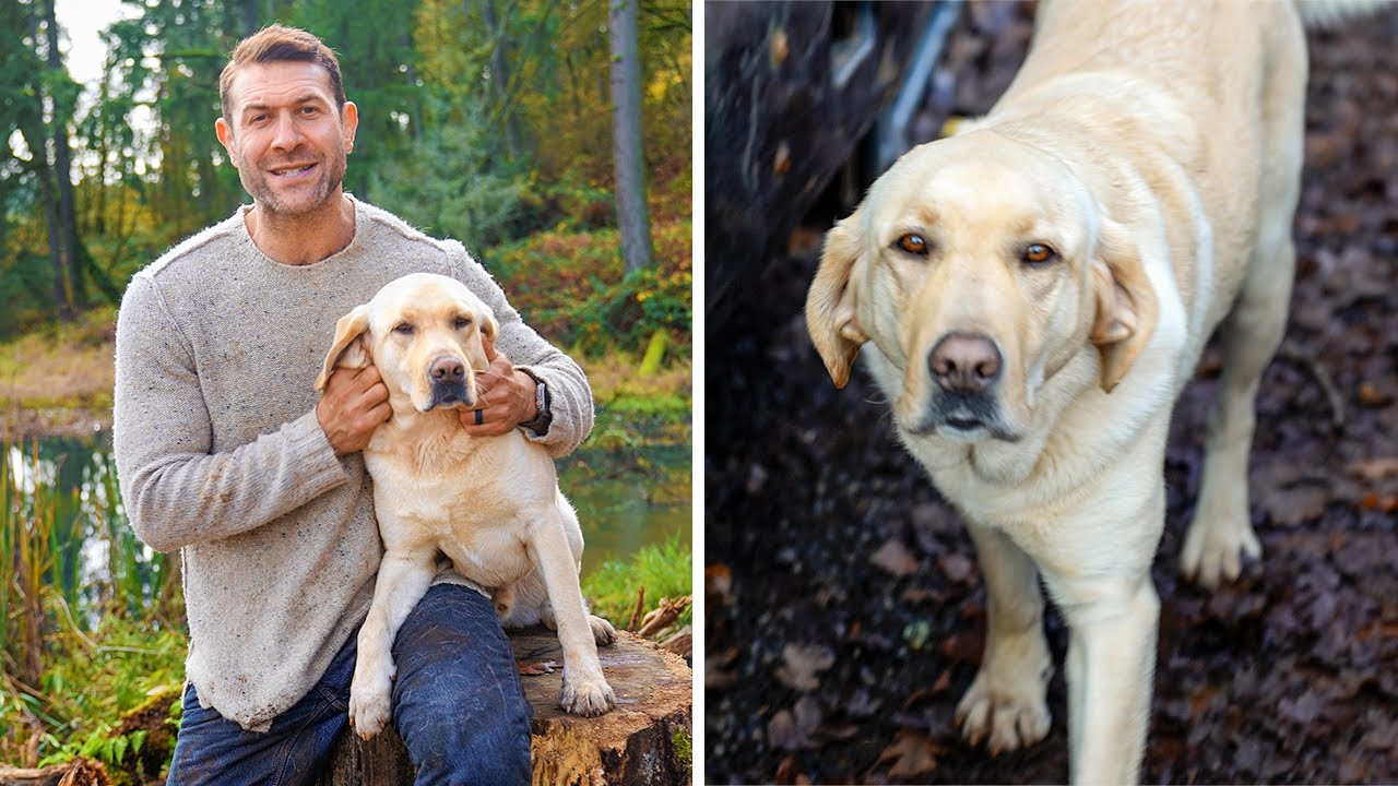 Watch This Before Adopting A Labrador