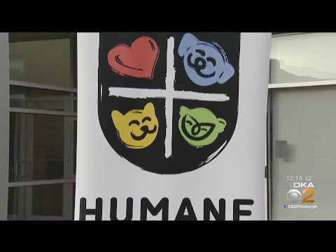 Humane Animal Rescue Rebranding
