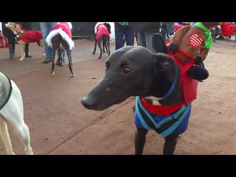 Home | Kent Greyhound Rescue