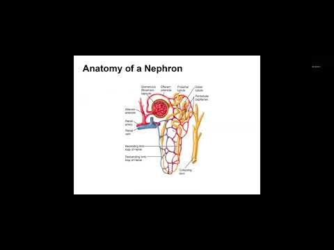 Mastering Medical Terminology Chapter 6: Urinary System