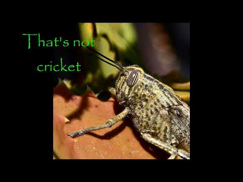 That’s Not Cricket – article reading | MKW Publishing