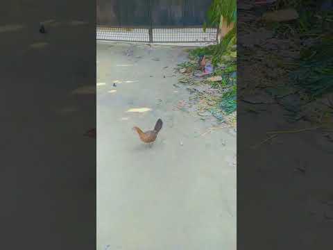 hybrid of jungle fowl
