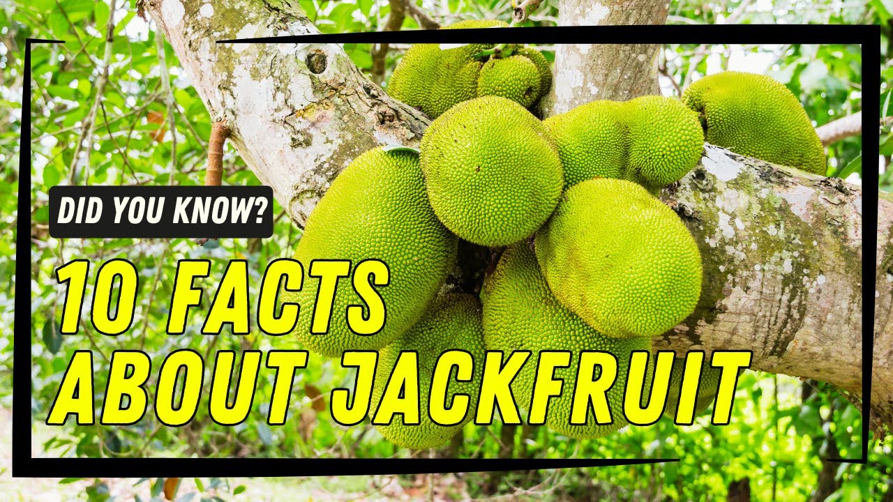 10 Incredible Facts About Jackfruit You Didn’t Know! 🌳