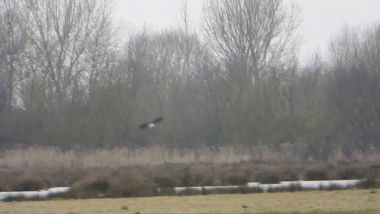 display lapwings