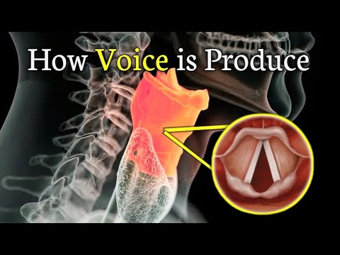How Does Human Sound & Voice Produces || How the Larynx Produces the Voice || Urdu & Hindi