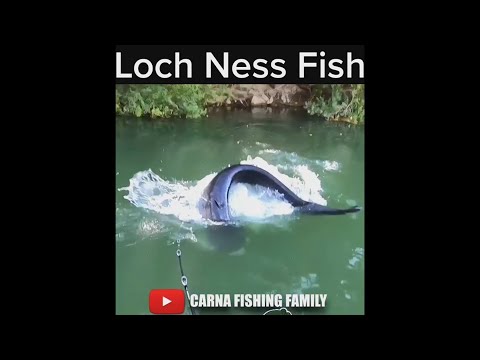LOCH NESS CATFISH ???? #fishing #silure #shorts