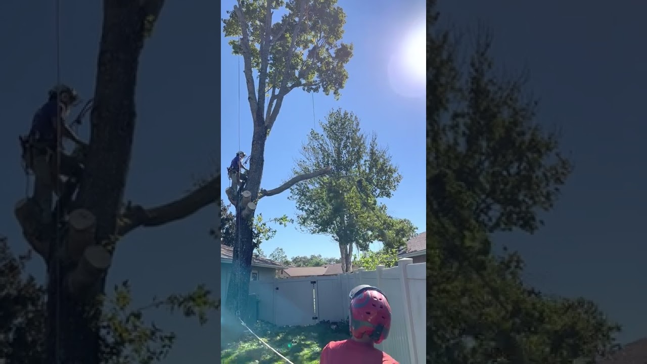 How to Cut Down a Tree Safely