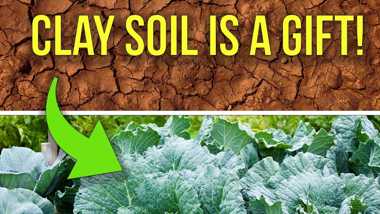 Your Clay Soil Isn't the Problem