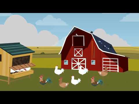 Egg Safety