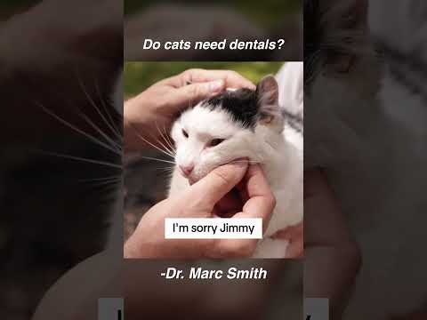 Importance of Cat Dental Care for Good Health by Marc Smith, DVM, MS