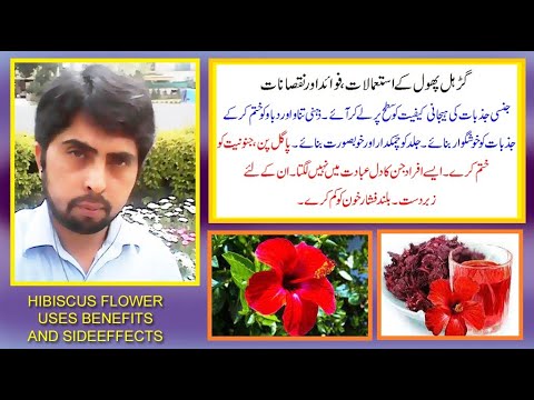 gurhal/gudhal phool kay fawaid aor nuksan | hibiscus flower benefits and sideeffects by jolly azeem|
