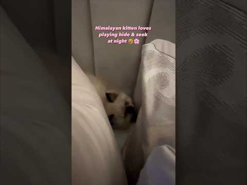 This kitten loves playing hide & seek at midnight #Queen #Luna #cat