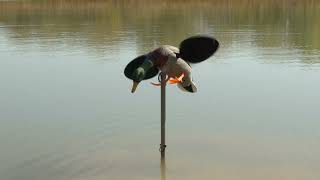Mojo Mallard Drake Decoy with Remote (Aluminum Wings)