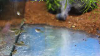 Zebrabärbling - Danio rerio, 2,29