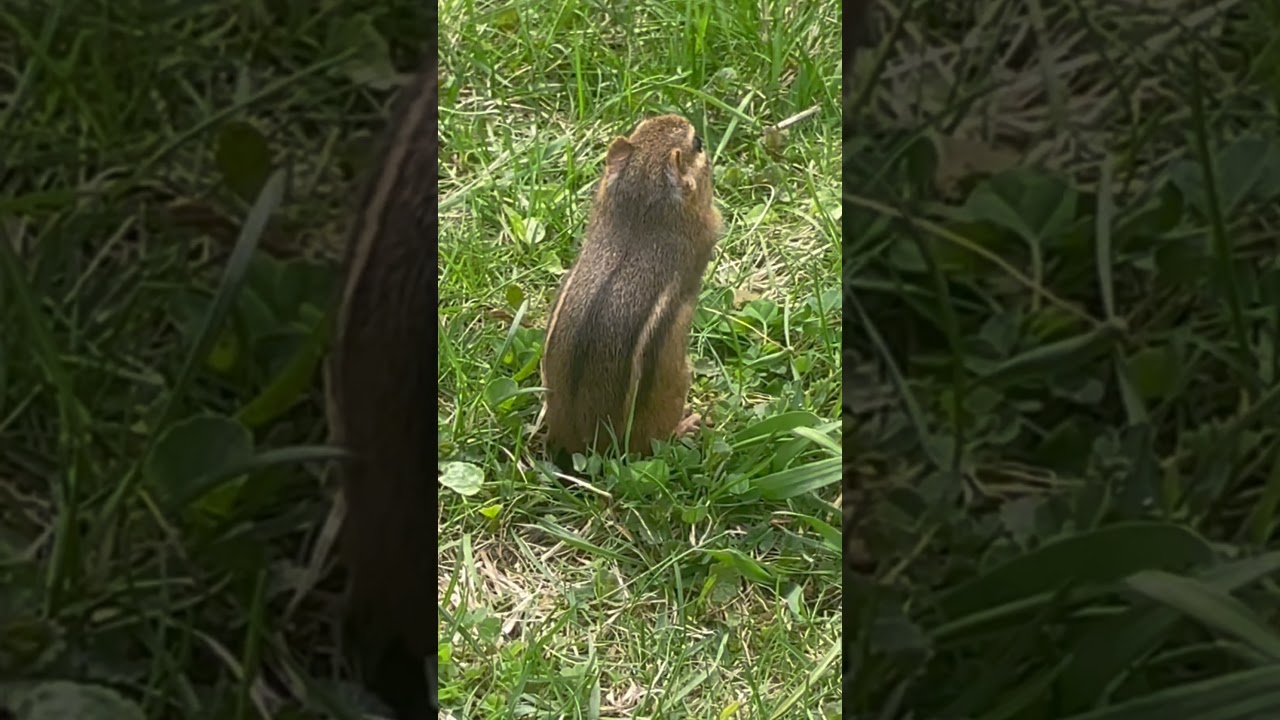 This Chipmunk Has No Fear