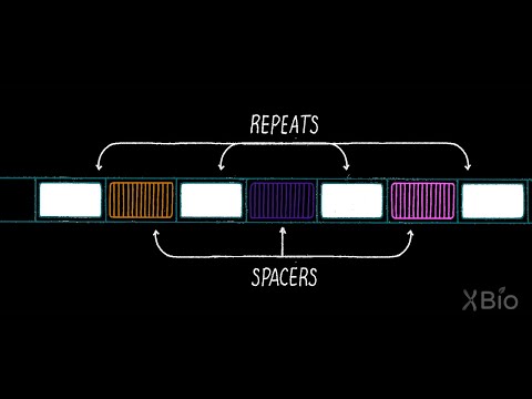 How CRISPR Works as a Bacterial Immune System