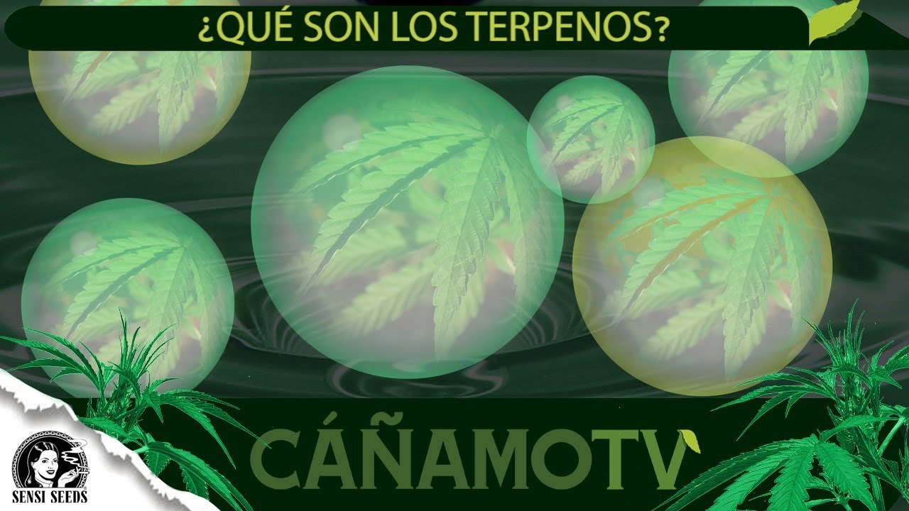 Todo sobre los TERPENOS DEL CANNABIS, qué son, qué usos y beneficios tienen