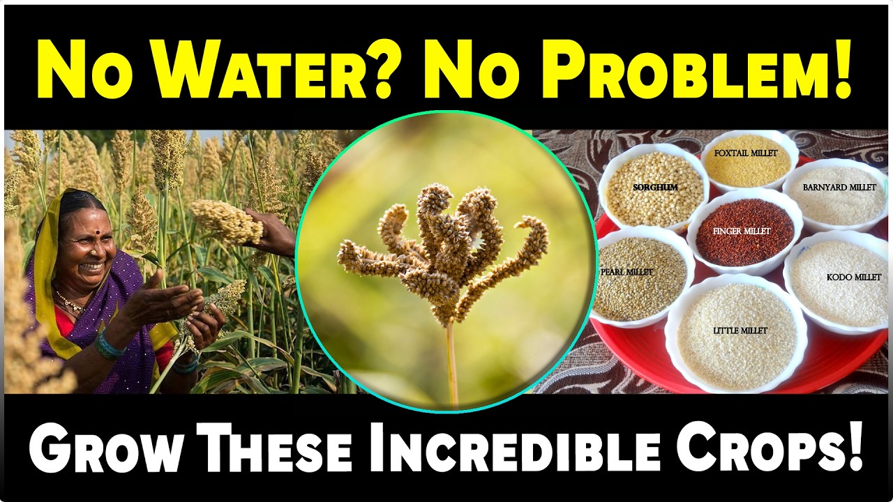 Millet Farming | Low Investment, High Profit Crop for Farmers