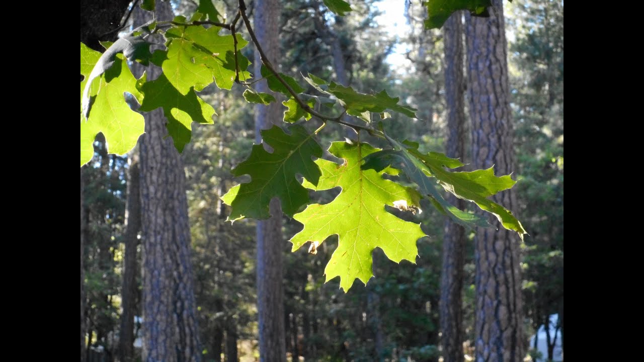 One week at Feather River Art Camp for Adults