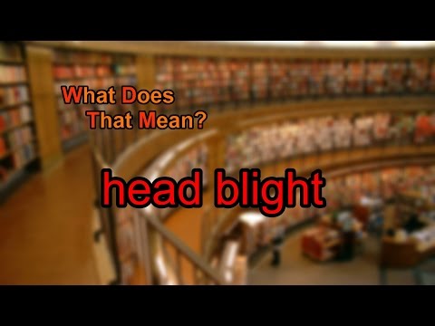 What does head blight mean?