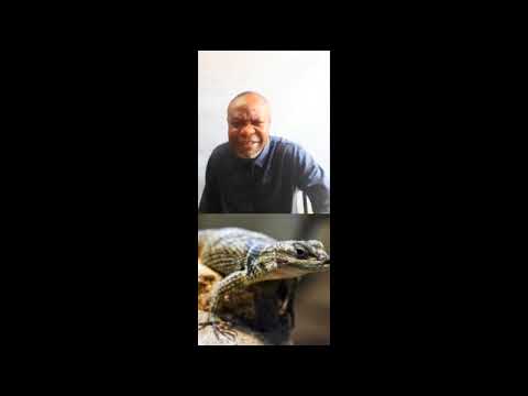 SPIRITUAL MEANING OF SEEIG LIZARD IN THE DREAM AND PHYSICAL .#dream #dreamchasing