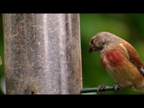 Linnet on a Bird Feeder - Common Linnets - Canto Del Pardillo - Wildlife in Cornwall