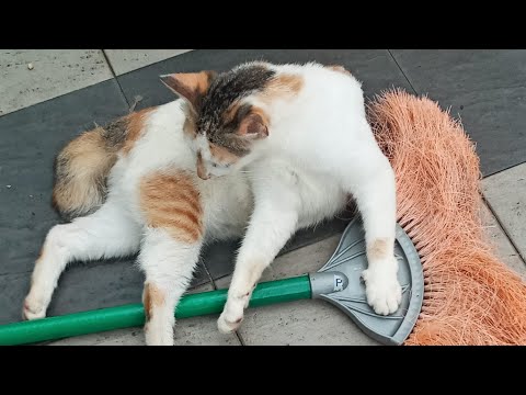 Highlight 3:04 – 8:04 from Time Machine Cats !!!! Longest Daily Cat's Story