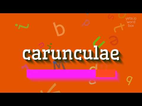 CARUNCULAE - HOW TO PRONOUNCE CARUNCULAE? #carunculae
