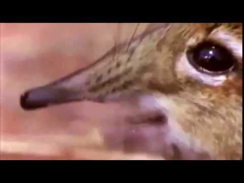 Steam Community :: Video :: Take a look at that snout