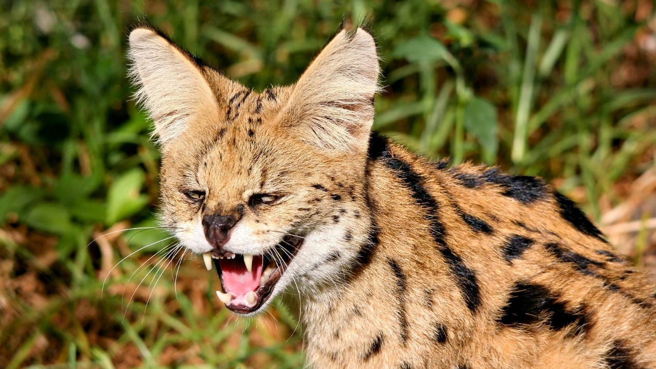 Serval Cats in the Wild: Discover Their Natural Habitat