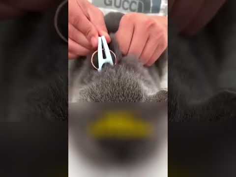 COMO CORTAR AS UNHAS DO GATO BRAVO