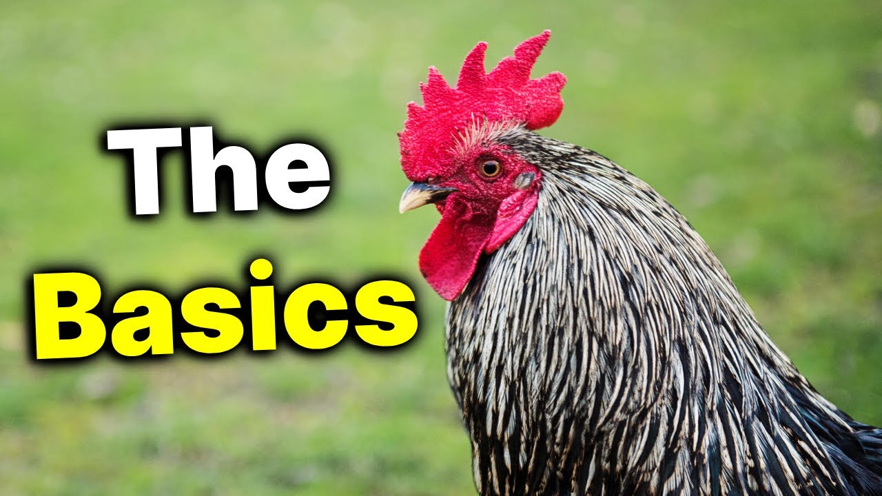 EVERYTHING To Know About Roosters in 6 Minutes