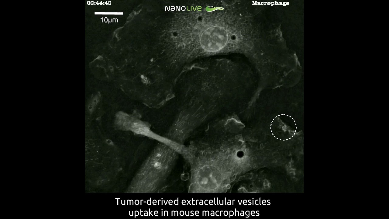 Tumor derived extracellular vesicles uptake by mouse macrophages
