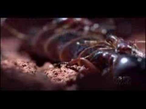 The World’s Largest Ants… | Myrmecos Blog