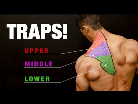 Huge Traps Fast With These Effective Workout