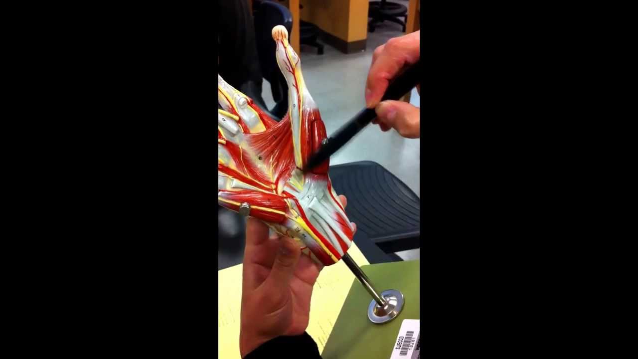 Nerves of the left hand