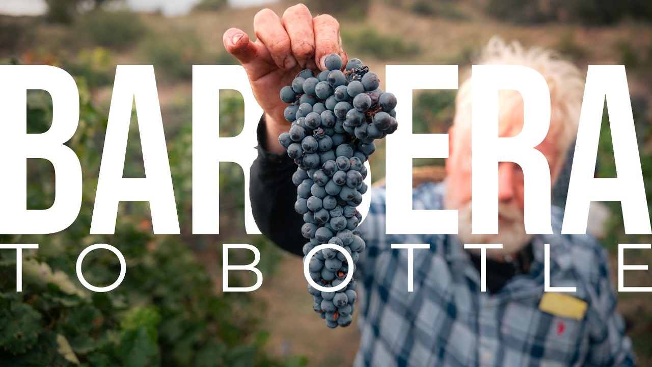 Cultivating Wine Grapes on a 2-Acre Estate Vineyard | PARAGRAPHIC